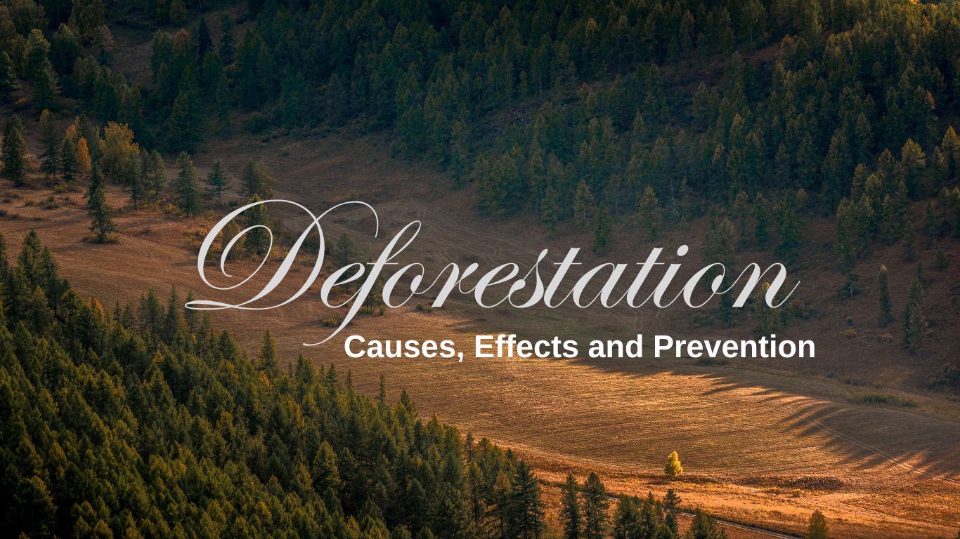 Deforestation Causes, Effects and Prevention - Info Hut