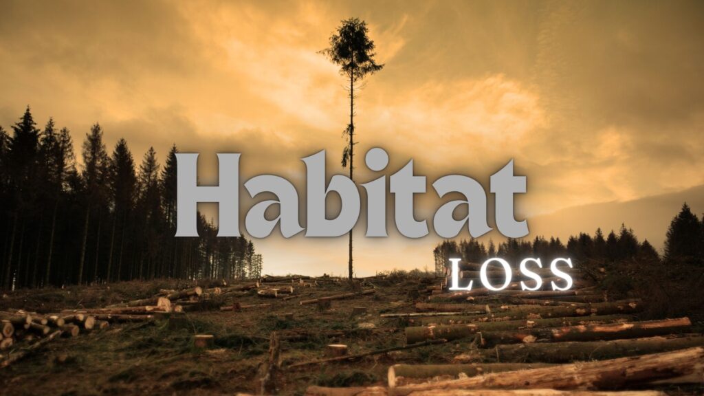 Habitat Loss Causes and Prevention - Info Hut